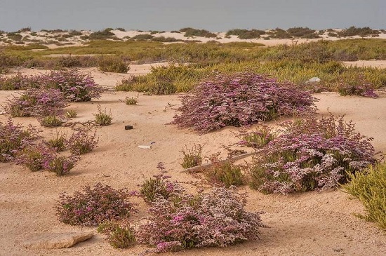 ILoveQatar.net | Qatar’s natural wonder: The Purple Island