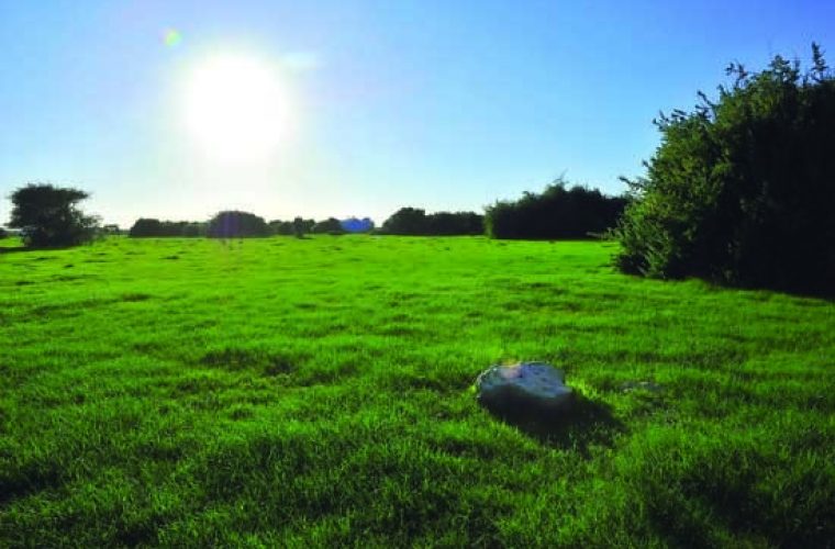 ILoveQatar.net | North of Qatar goes green