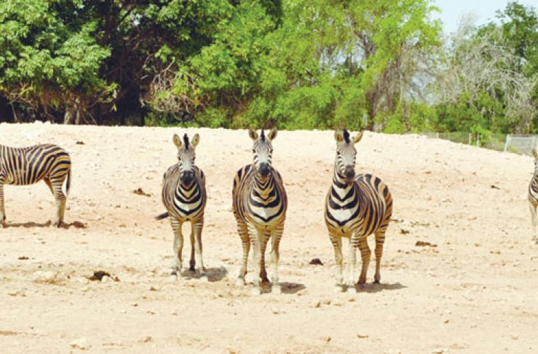 ILoveQatar.net | New Doha zoo ‘to be the biggest in region’