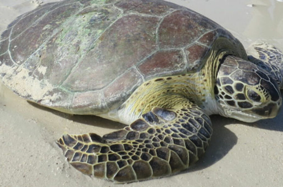 ILoveQatar.net | Environment Ministry, Maersk rescue two endangered turtles