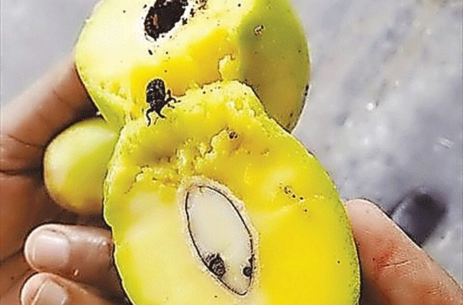 ILoveQatar.net | Infected mango