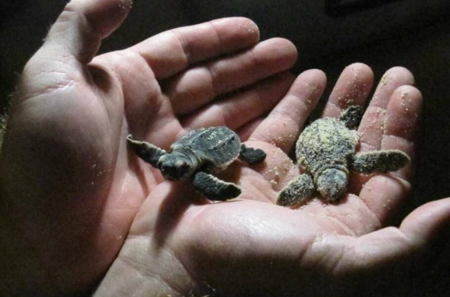 ILoveQatar.net | Change the World for Turtles in Qatar