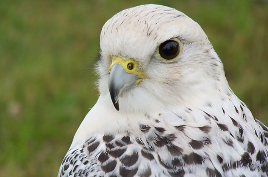 ILoveQatar.net | Qatar launches projects to protect wildlife in Xinjiang