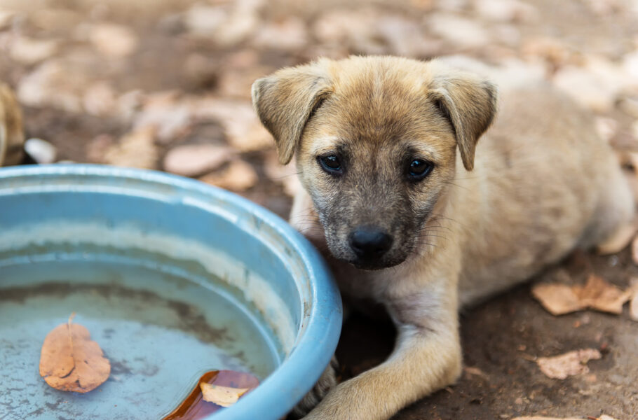 ILoveQatar.net | Who let the dogs out: shedding light on Qatar’s strays