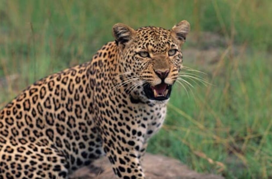 ILoveQatar.net | Court hears leopard attack case