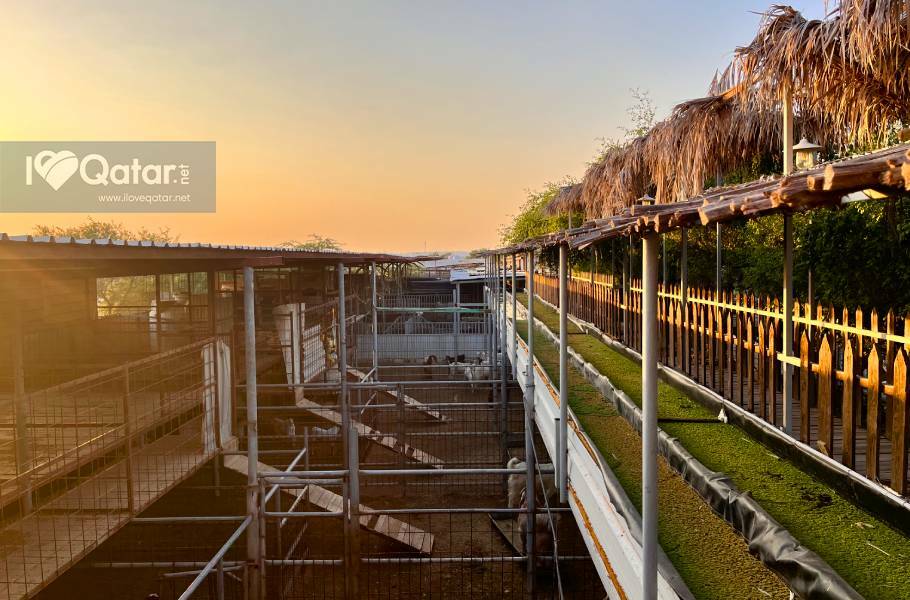 ILoveQatar.net | What to expect at Wakrah Mini Zoo