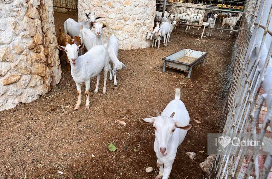 ILoveQatar.net | What to expect at Wakrah Mini Zoo