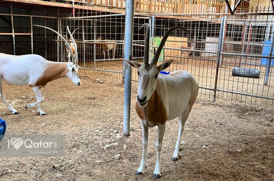 ILoveQatar.net | What to expect at Wakrah Mini Zoo