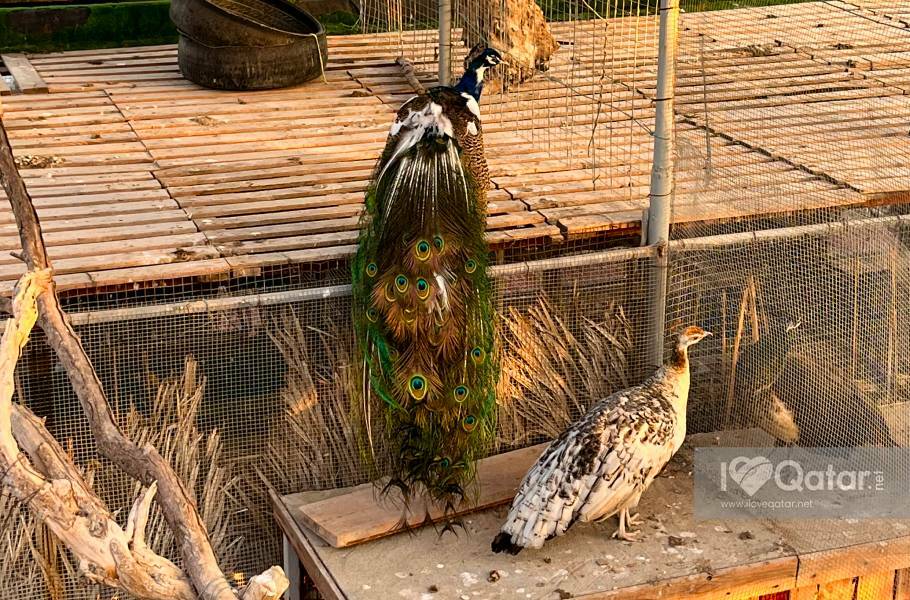 ILoveQatar.net | What to expect at Wakrah Mini Zoo