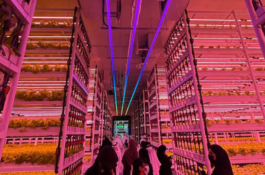 ILoveQatar.net | Flow Farms: Qatar’s largest hydroponic vertical farm ...