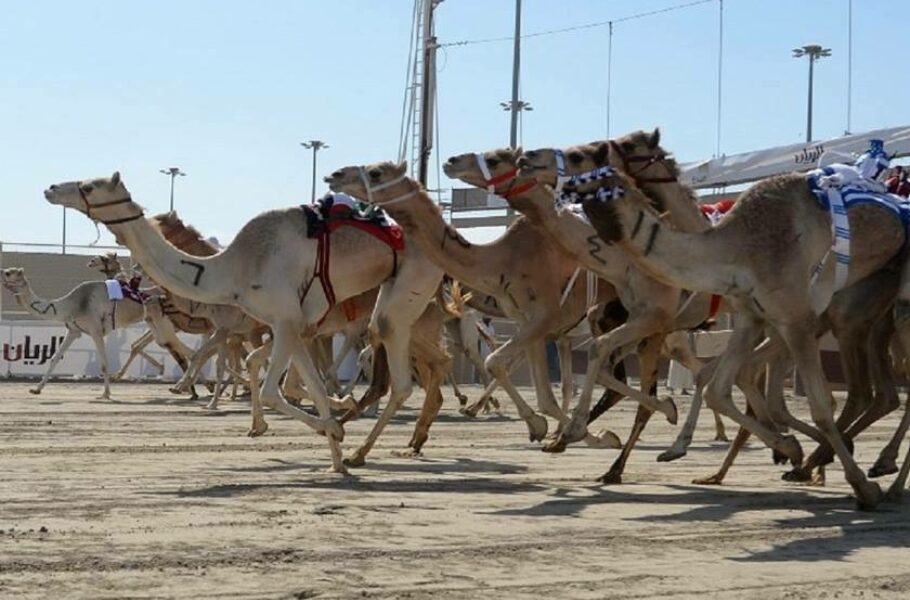 ILoveQatar.net | H.H. the Father Amir Camel Racing Festival kicks off ...