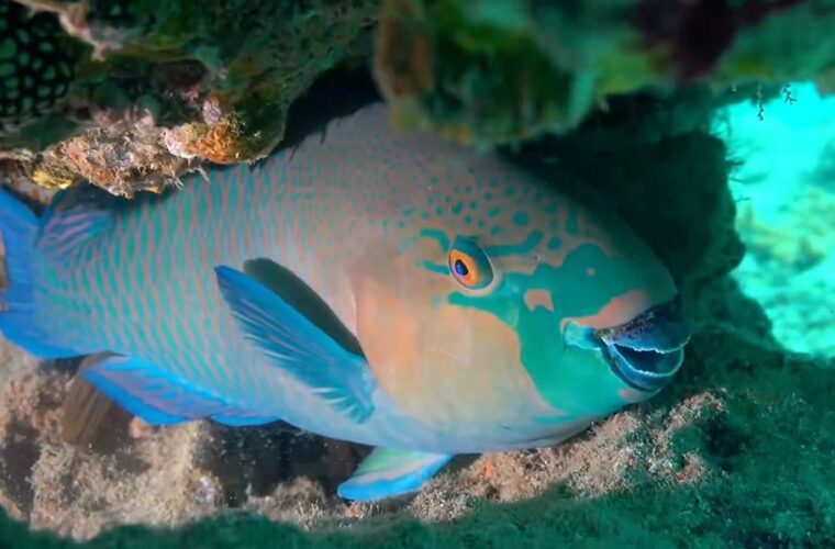 ILoveQatar.net | Ministry reports Parrotfish sightings in Qatari waters ...