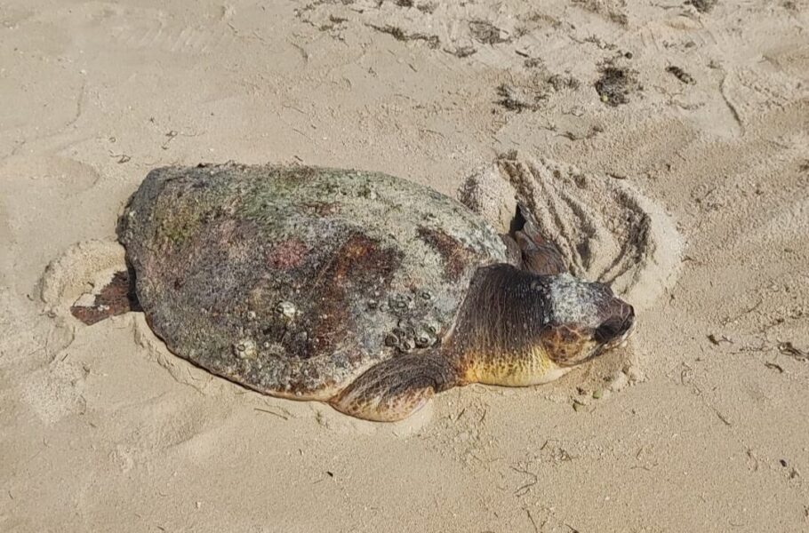 ILoveQatar.net | Ministry rescues loggerhead sea turtle in Qatar