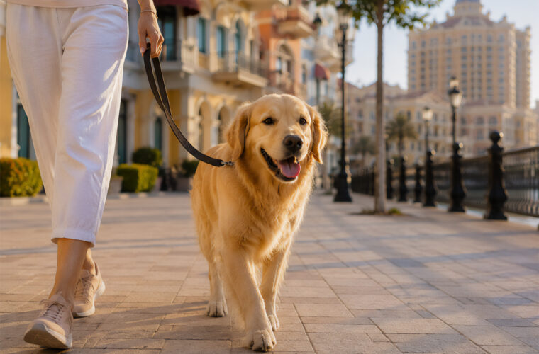 ILoveQatar.net | Parkview Pet Center's guide to spotting heatstroke in ...