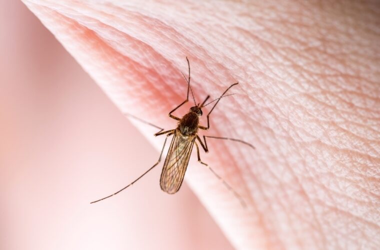 ILoveQatar.net | Public urged to recognise early signs of dengue fever ...