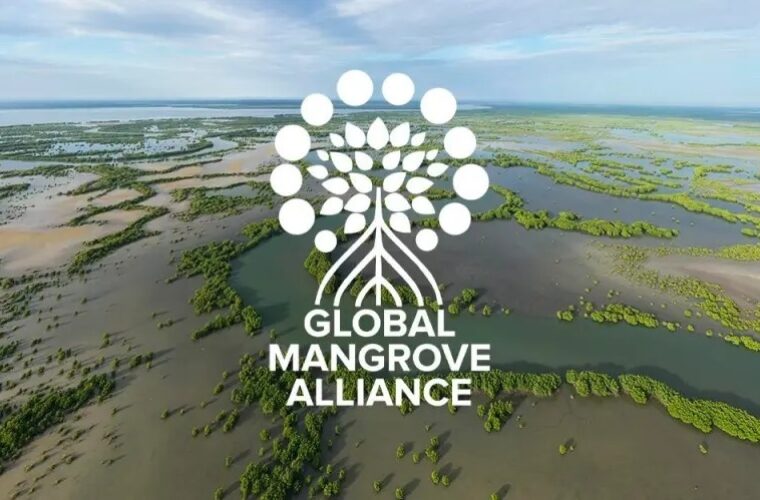 ILoveQatar.net | Qatar Foundation's Earthna joins Global Mangrove Alliance to enhance mangrove ...