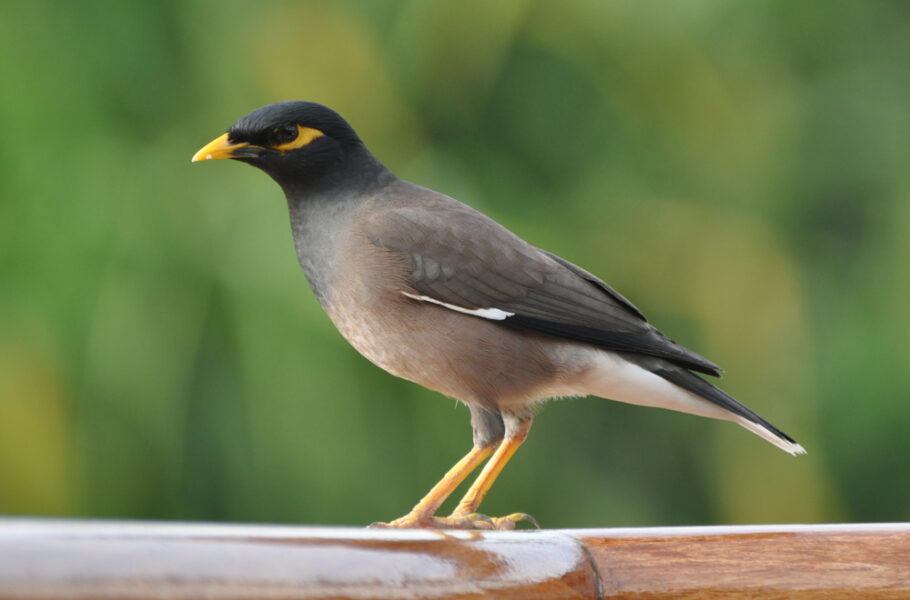 ILoveQatar.net | Qatar ramps up efforts to capture invasive Mynah birds ...