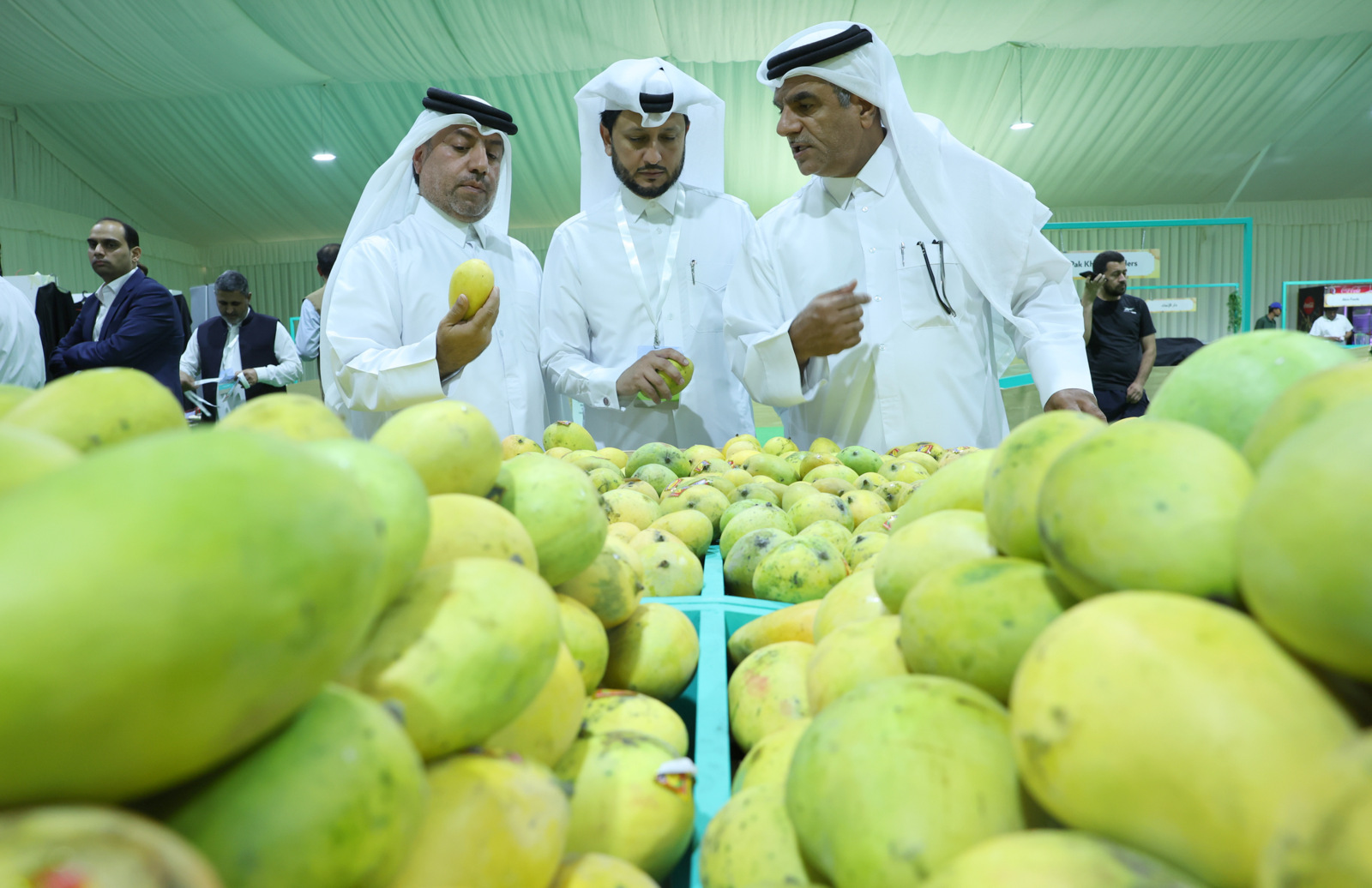 ILoveQatar.net | Souq Waqif's Pakistani Mango Exhibition closes with ...