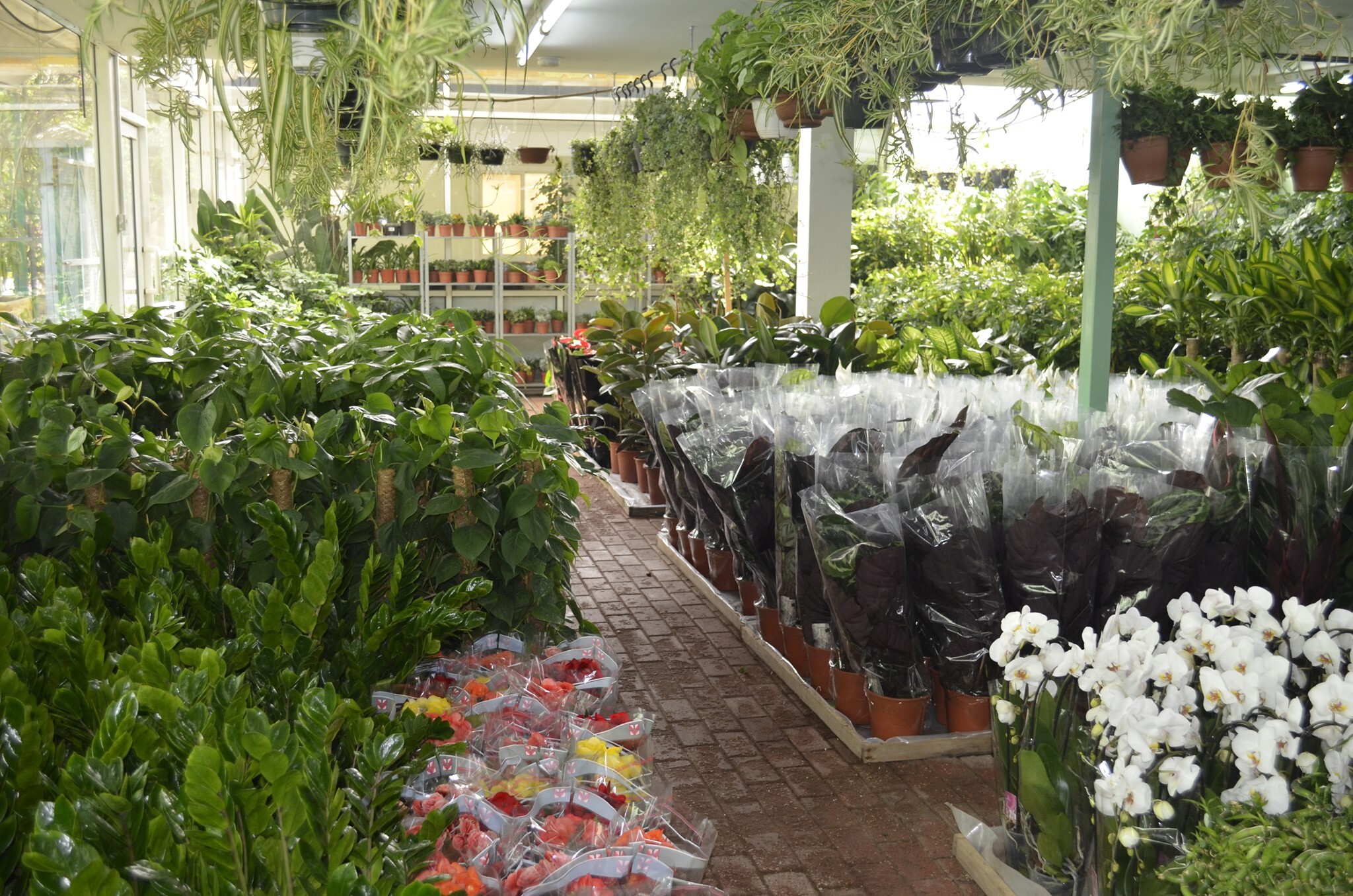 ILoveQatar.net | Explore Abu Hamour's plant nursery district, a hidden ...