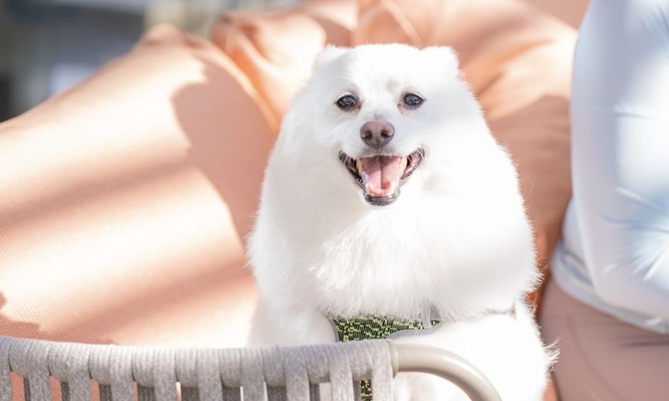 ILoveQatar.net | Where to take your pets for a day out in Qatar