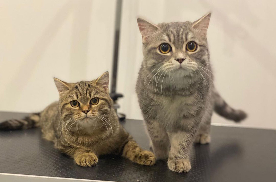 ILoveQatar.net | Pet grooming places in Qatar