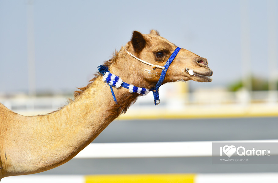 ILoveQatar.net | How robot jockeys revolutionize camel racing in Qatar!