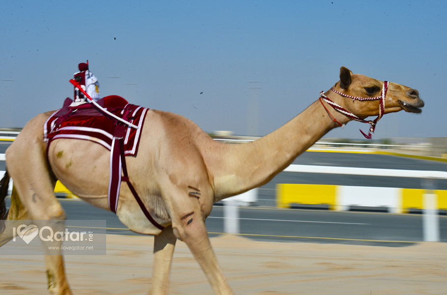 ILoveQatar.net | How robot jockeys revolutionize camel racing in Qatar!
