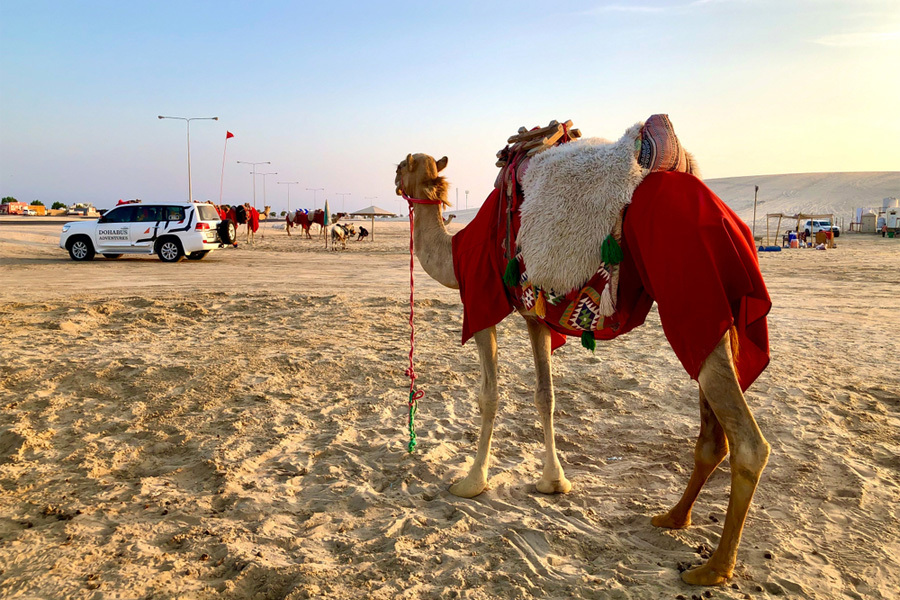 ILoveQatar.net | Where to find animal interactions in Qatar