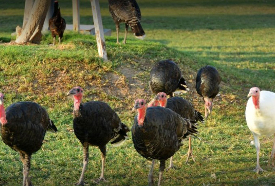 ILoveQatar.net | Where to find animal interactions in Qatar