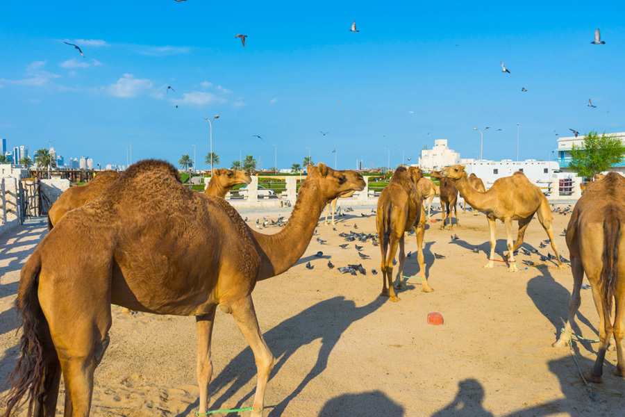 ILoveQatar.net | Where to find camel rides in Qatar