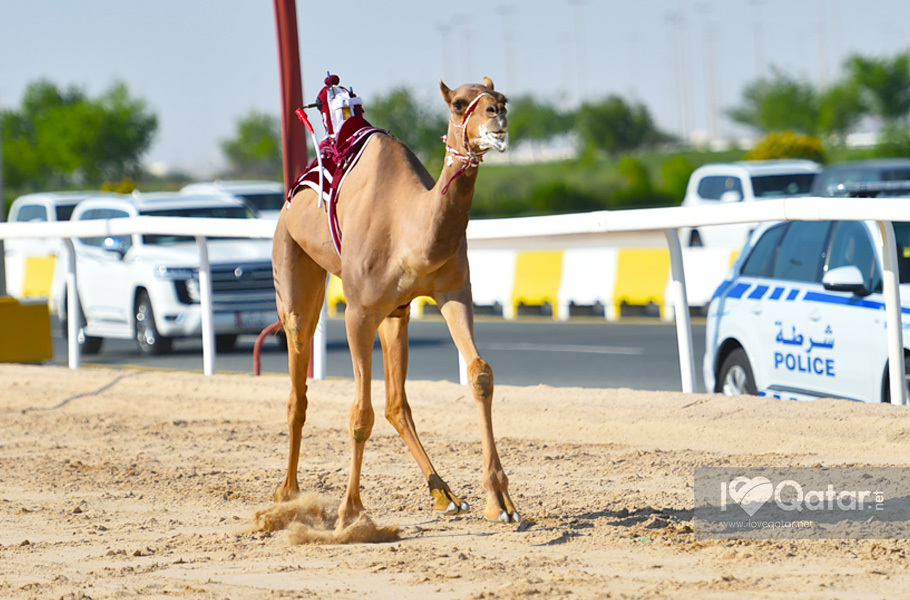 ILoveQatar.net | How robot jockeys revolutionize camel racing in Qatar!