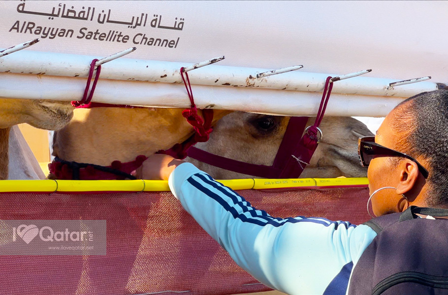 ILoveQatar.net | How robot jockeys revolutionize camel racing in Qatar!