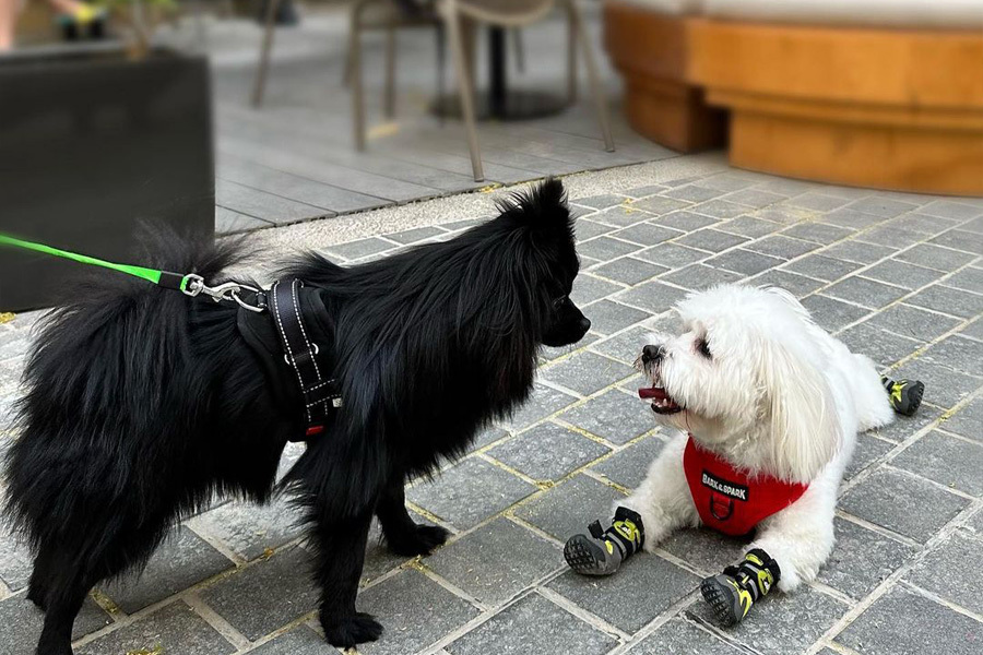 ILoveQatar.net | Where to take your pets for a day out in Qatar