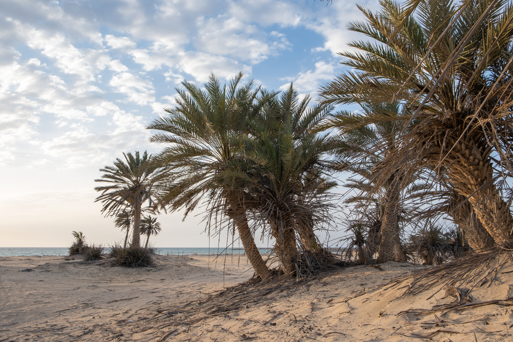 ILoveQatar.net | Best free beaches to check out in Qatar