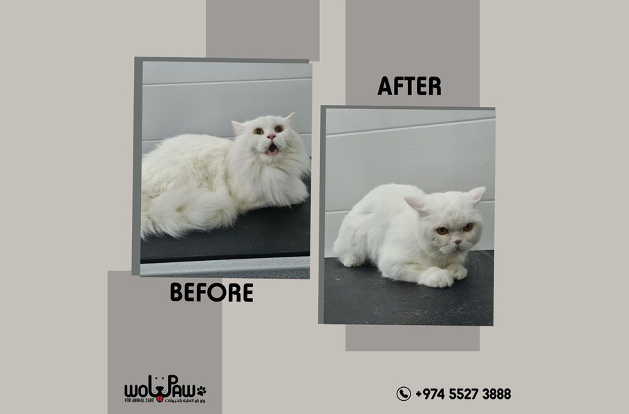 ILoveQatar.net | Pet grooming places in Qatar