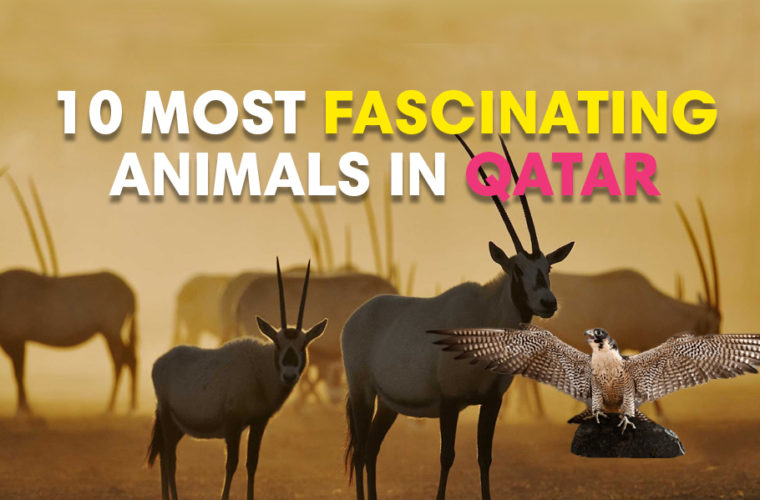 ILoveQatar.net | 10 most fascinating animals in Qatar
